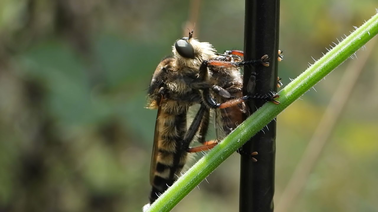 ミツバチが食べられる。シオヤアブの捕食（塩屋虻、Promachus yesonicus）ハエ目（双翅目）ムシヒキアブ科 DSCN4407 ...