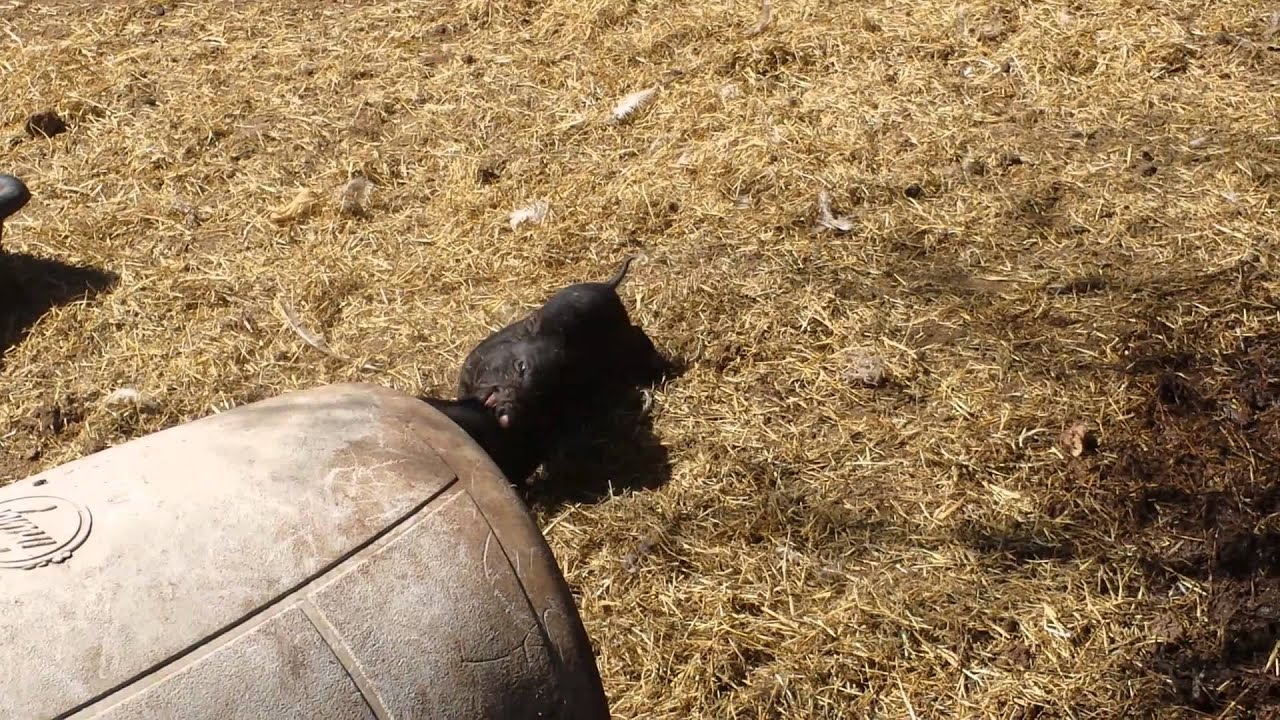 Baby Pig Fight - YouTube