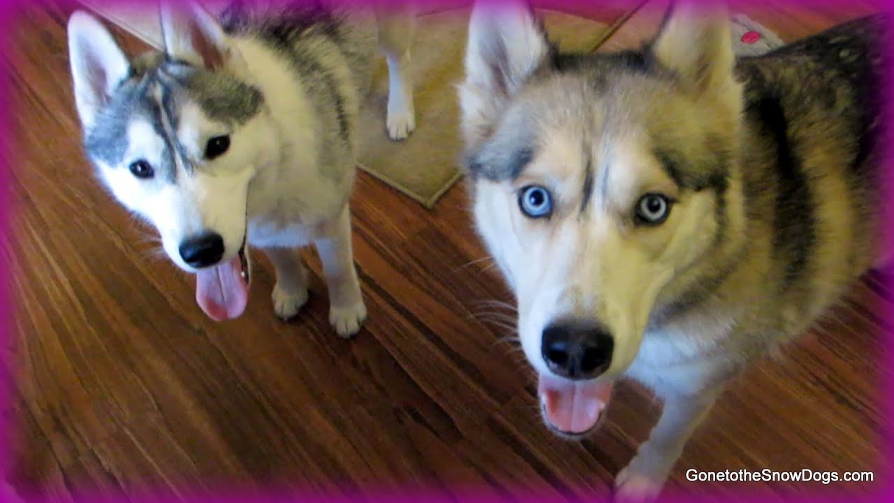 Happy Husky Halloween! FAN FRIDAY Giveaway! - YouTube