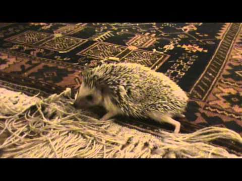 Countess Pincushion my African Pygmy Hedgehog Self-Anointing - YouTube