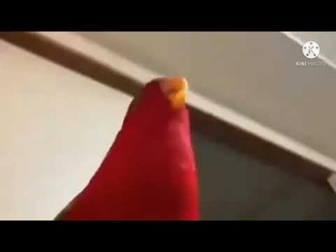 Red Bird Laughing for 10 Minutes - YouTube