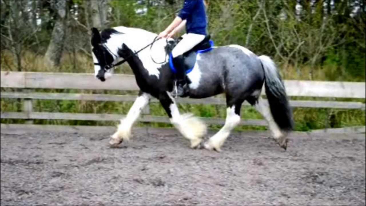 For Sale- Super Traditional Coloured Cob - YouTube