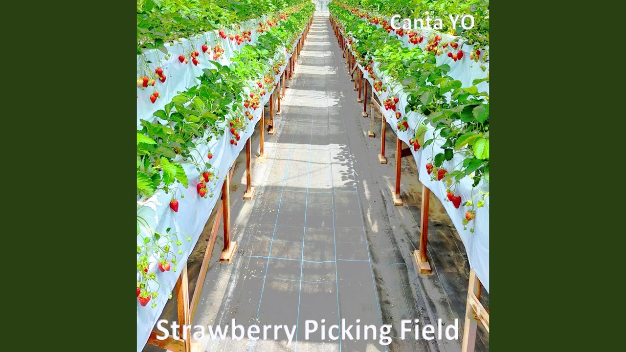 Strawberry Picking Field - YouTube