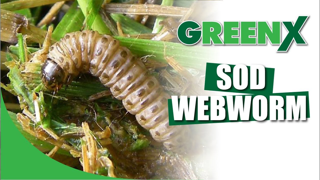 GreenX Lawn Care Explains Sod Webworms And How They Can Kill Your Lawn ...