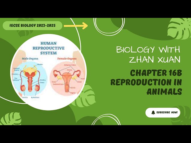 Reproduction In Humans Gcse