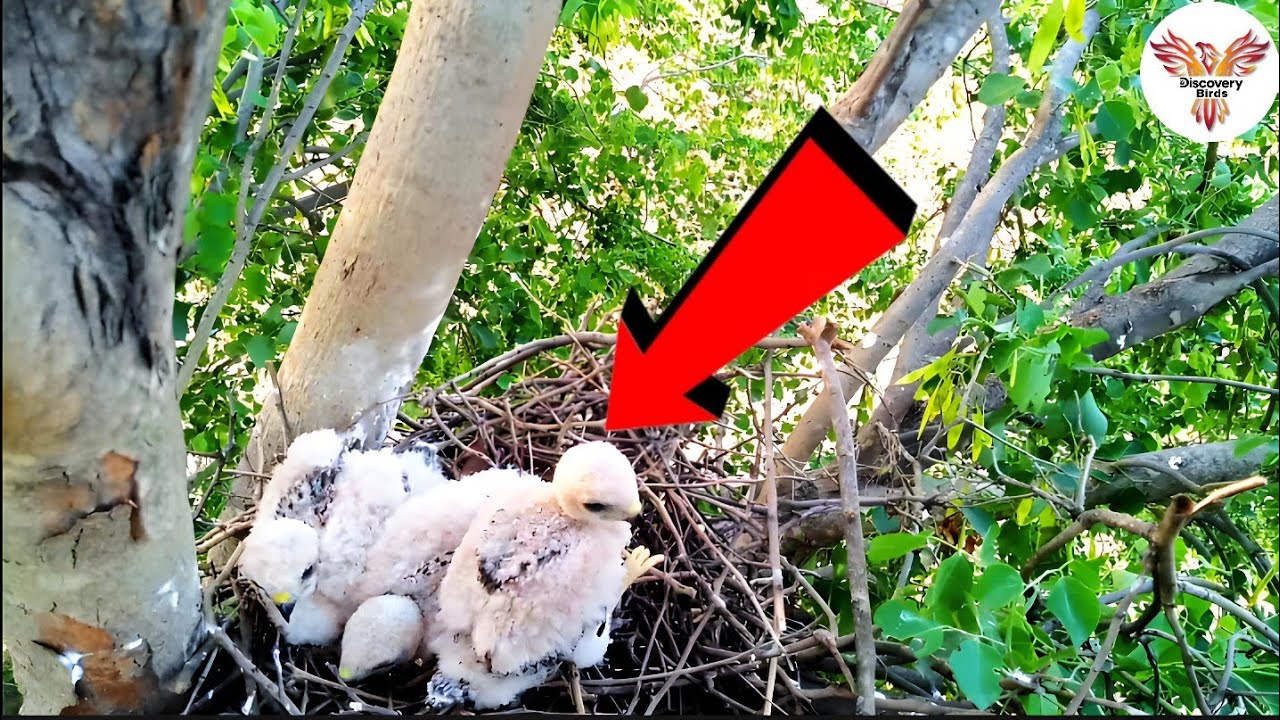 Falcon baby sleeping time after eating food | so cute falcon babies ...