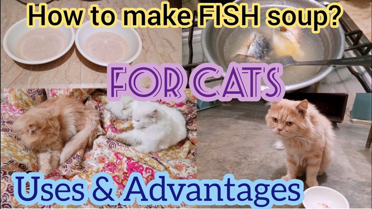 How to make fish soup for cats | Uses and Advantages | KITTYcat Vlogs ...