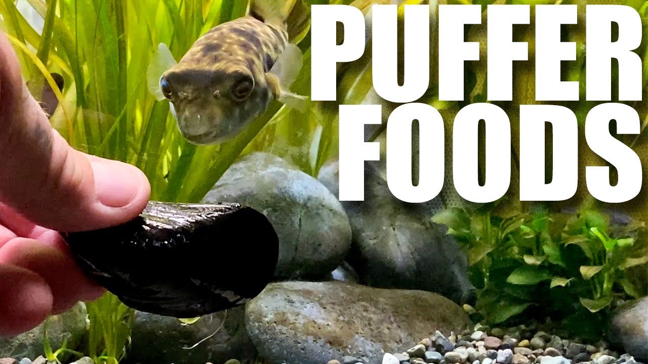 Introducing new foods to our Tetraodon pustulatus aka Cross River ...