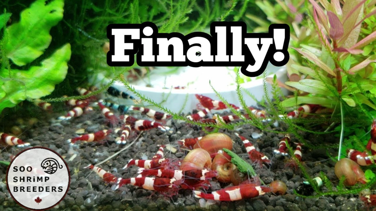 Organizing Tanks and Moving Shrimp - YouTube