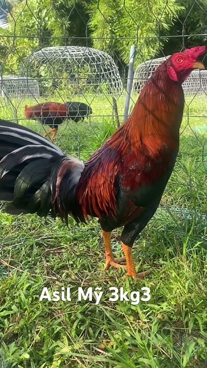 Asil Mỹ 3kg3 a e xem vui - YouTube