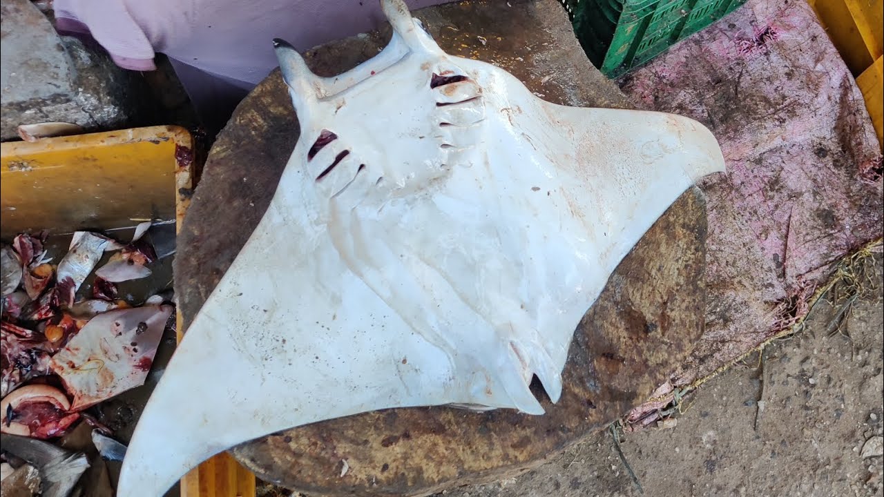 MANTA RAY FISH CUTTING - YouTube