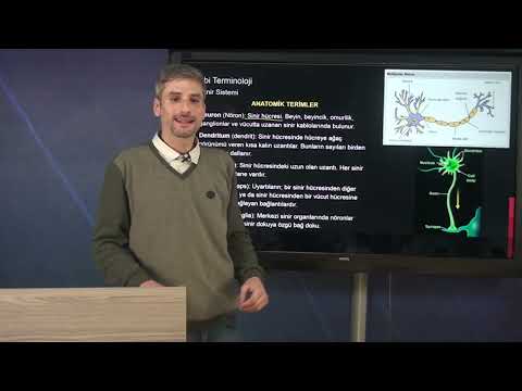 Tıbbi Terminoloji SİNİR SİSTEMİ Konu Anlatımı (Tek Part) / Raif Mert ESEN - AKADEMİ UZEM