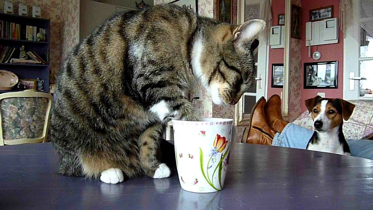 Cat Manners - YouTube