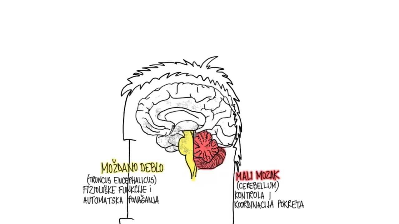 3.07 - Podjela i demonstracija mozga - YouTube