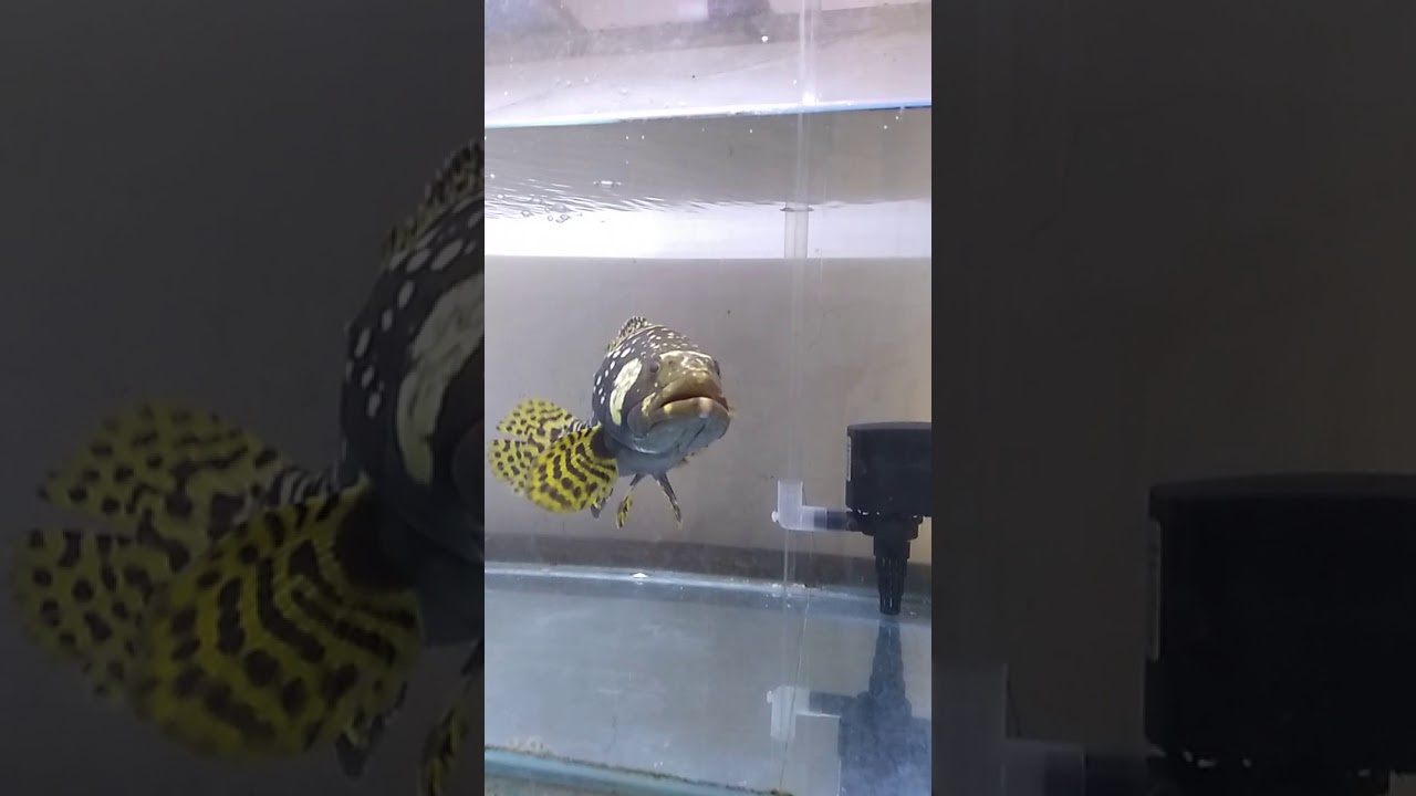 Feeding Bumblebee Grouper - YouTube