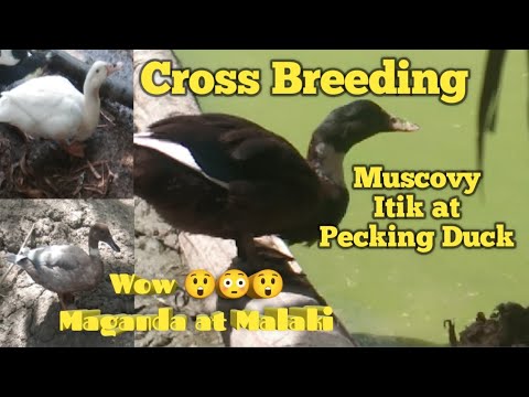 Cross Breeding Muscovy / Muscovy x Itik x Pecking Duck / Malalaki at ...
