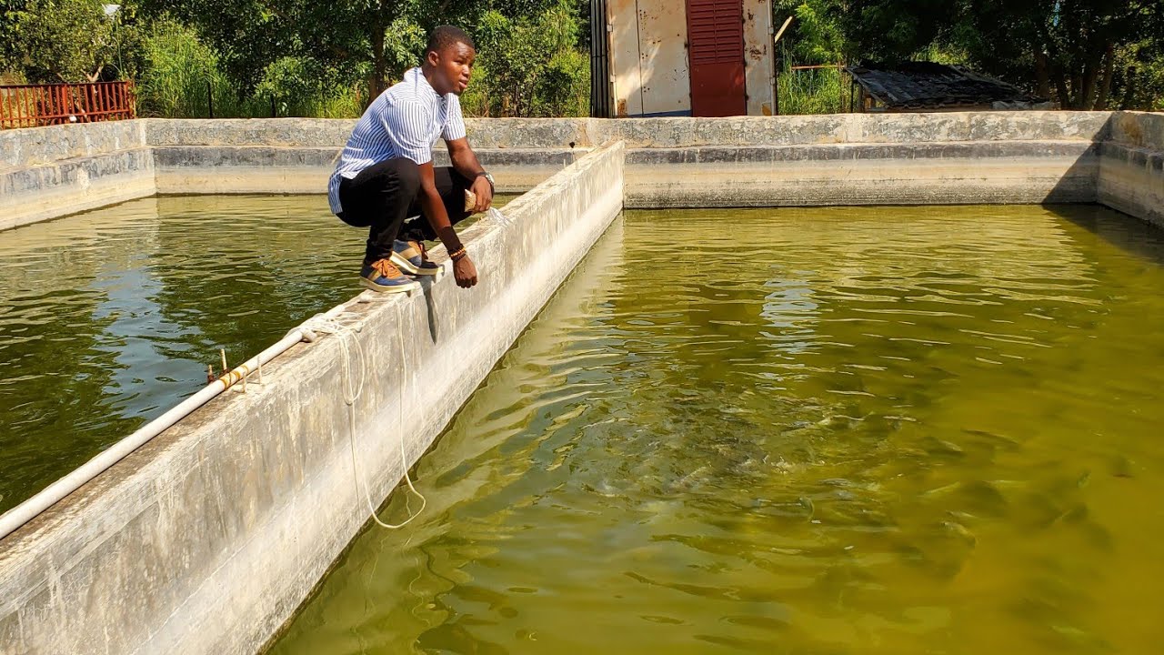 PISCICULTURE INTÉGRÉE 1 - YouTube