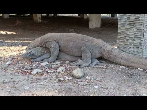 Proses perkawinan komodo