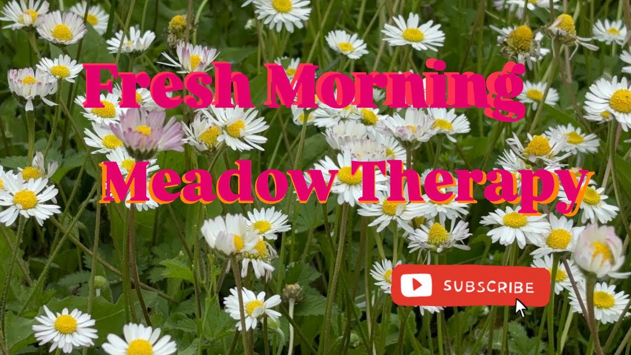 Good Morning Spring Nature Therapy | Flower Meadow Ambience for ...
