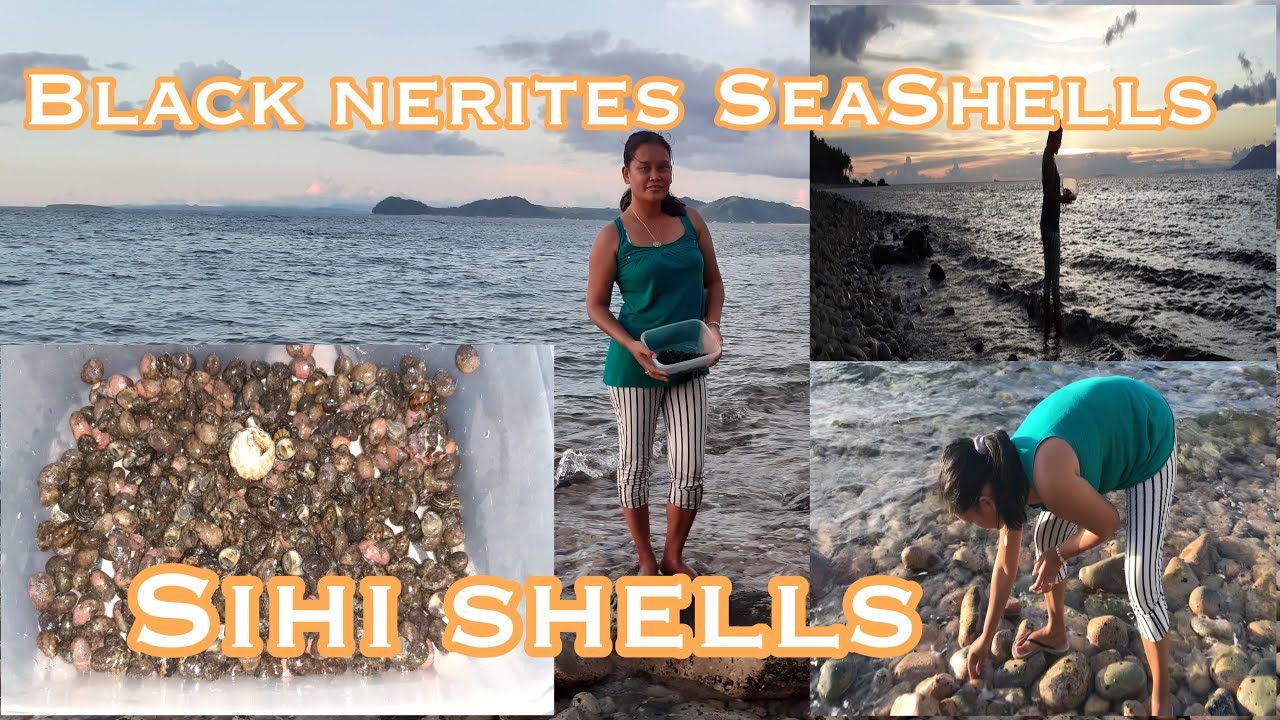 Nanguha Ng Black Nerites Sea Shells Or Sihi Shells Para May Ulam ...