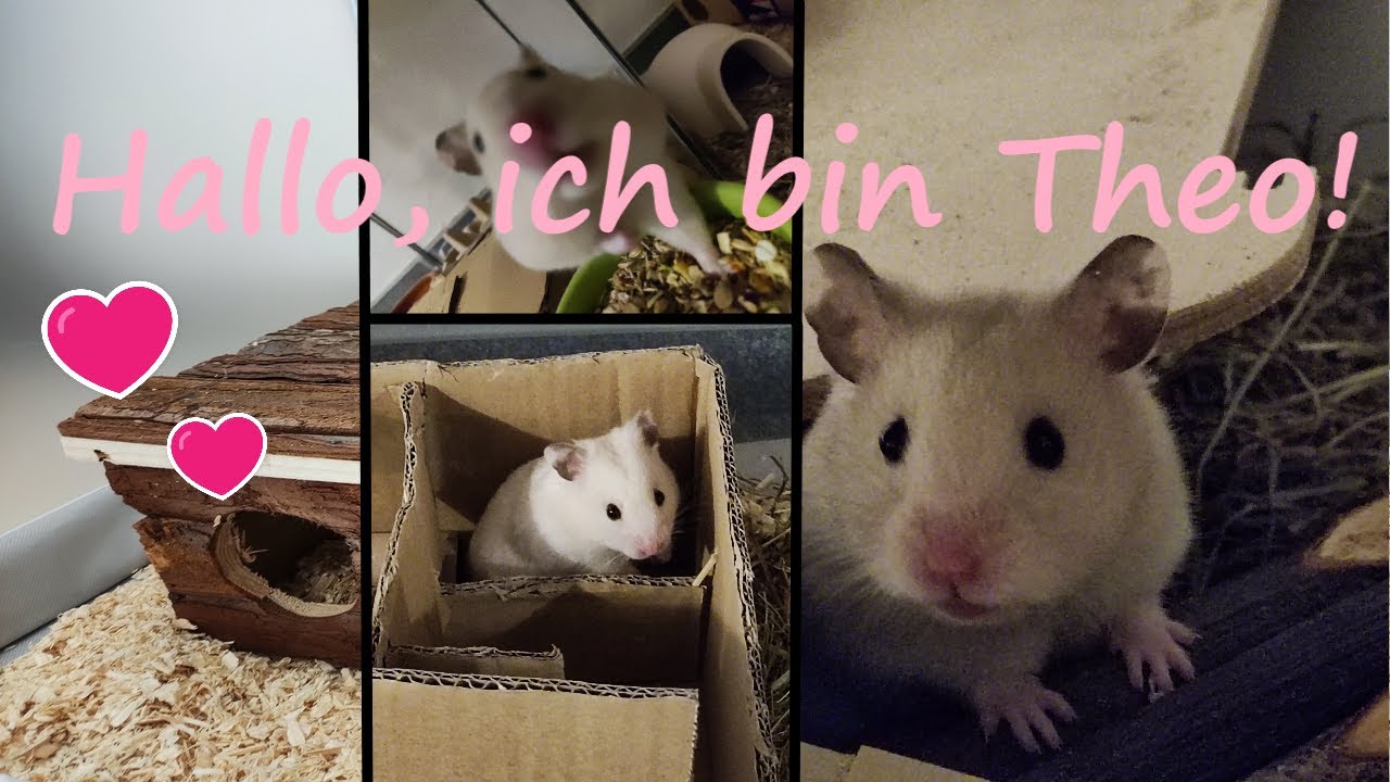 It`s me, Theo the hamster :-) - YouTube