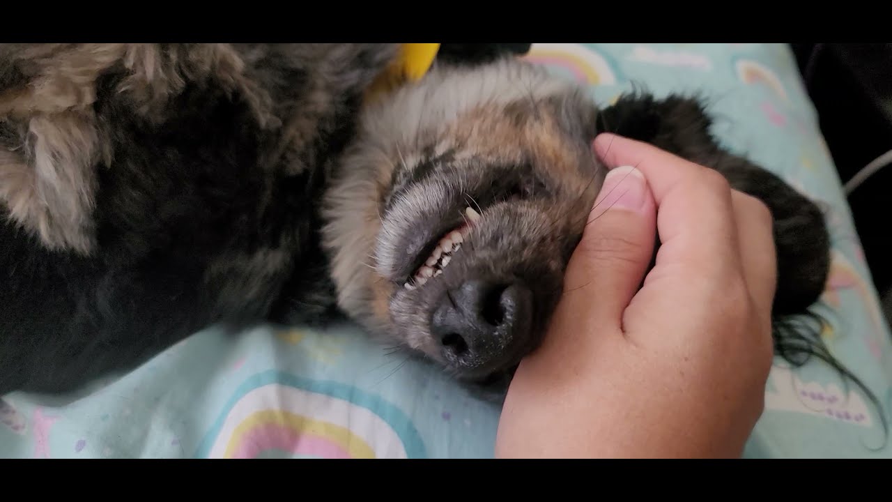 Miko's Corner sleepy doggo - YouTube