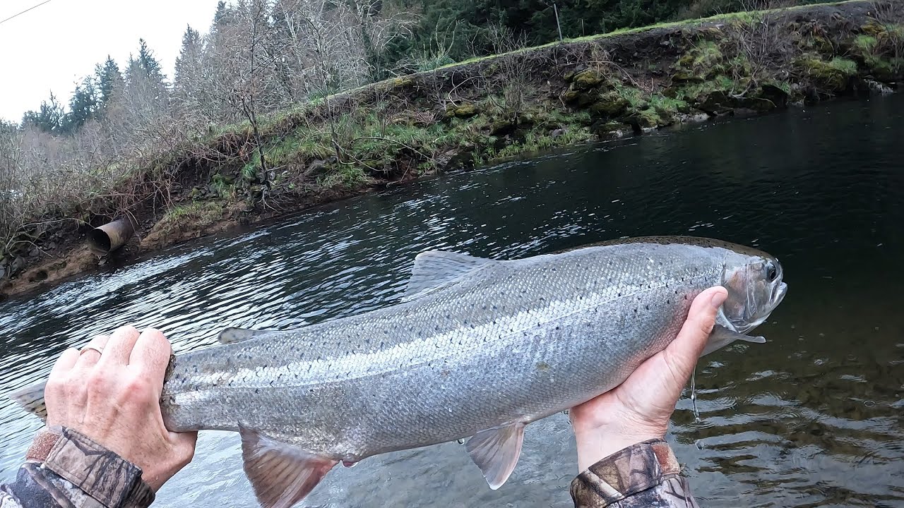 Steelhead on-Native Chrome! Bobber Fishing PNW - YouTube