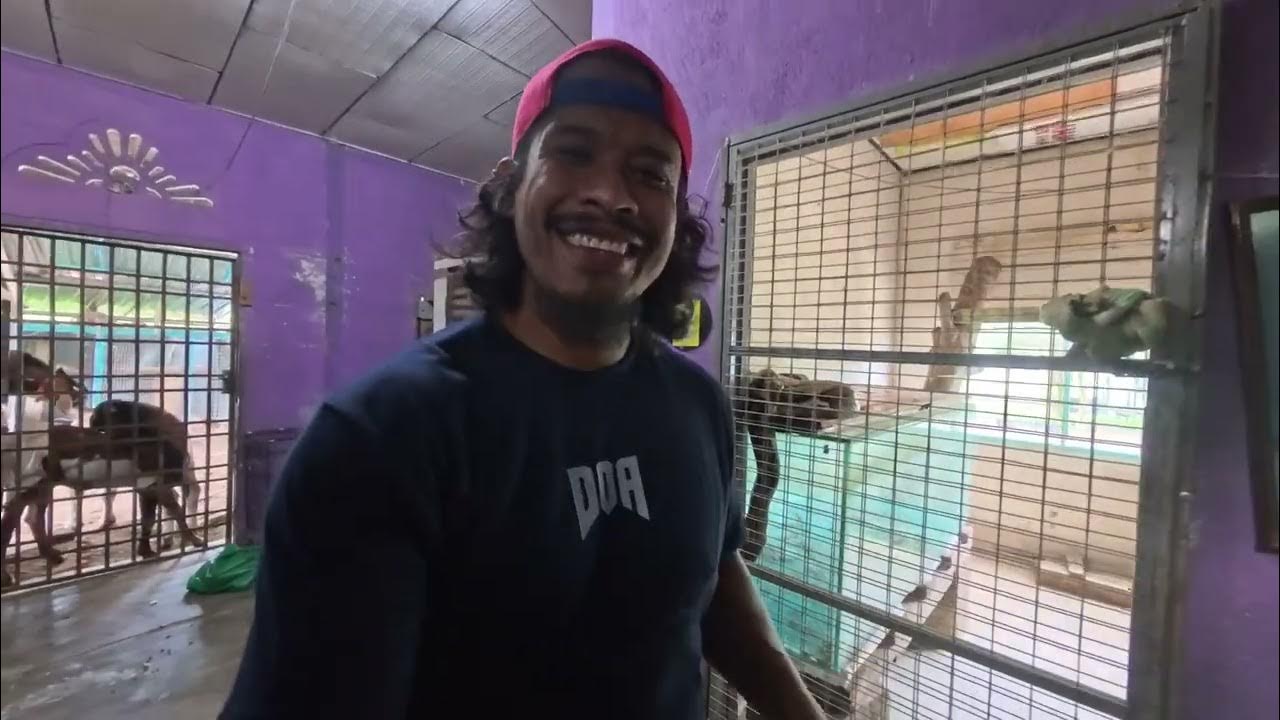 “Python Eats Live Chicken – Nature’s Way of Survival Real Feeding ...