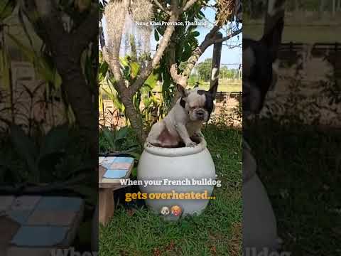 Your overheated French bulldog knows how to cool off! - YouTube