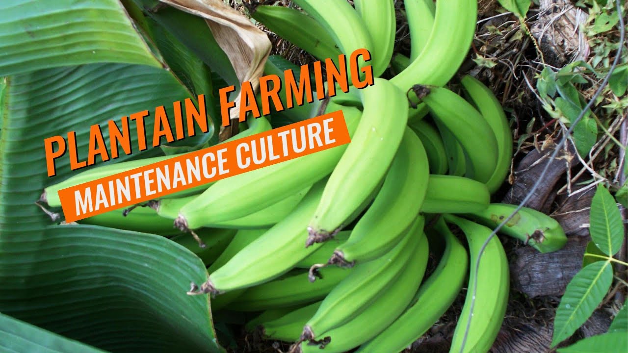 Essential Plantain Maintenance Guide You must watch #plantain #farming ...