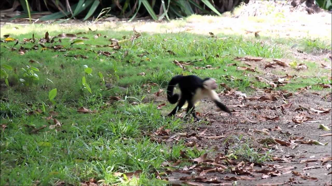 White-faced Capuchin monkeys in my front yard - YouTube
