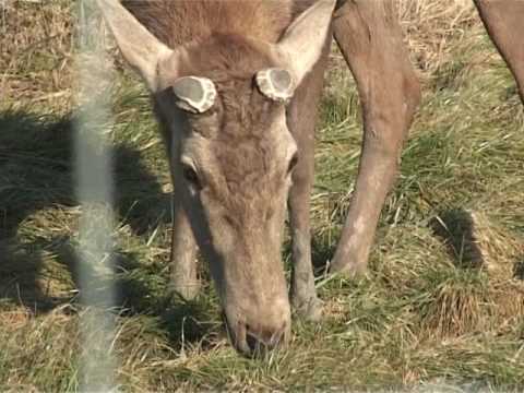Deer Trophy Farm - Riportfilm a szarvastenyésztésről - UNIKUM - SOMOGY ...