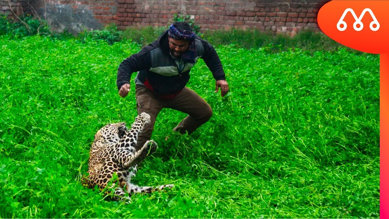 LEOPARDO ATACA PESSOAS NA ÍNDIA - YouTube