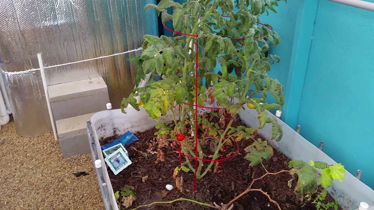 Worm Farming with IBC Tote - YouTube