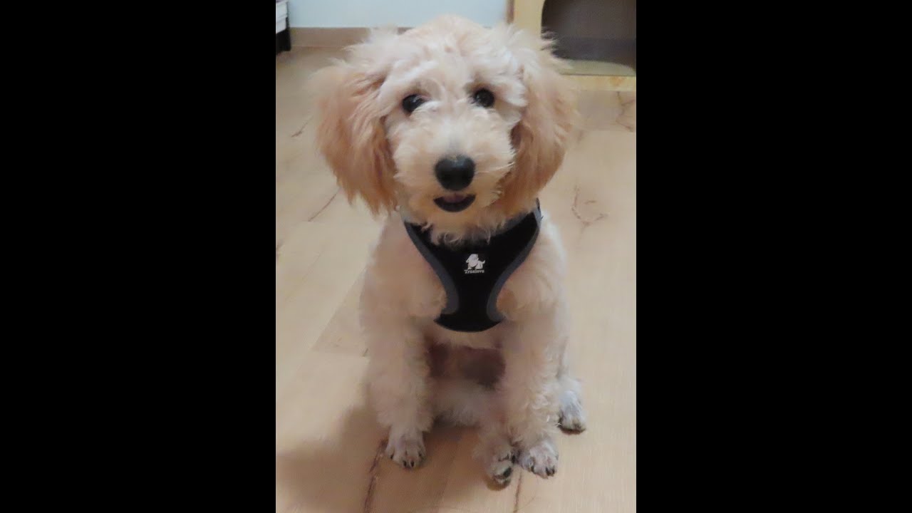 Hungry poodle whining - YouTube