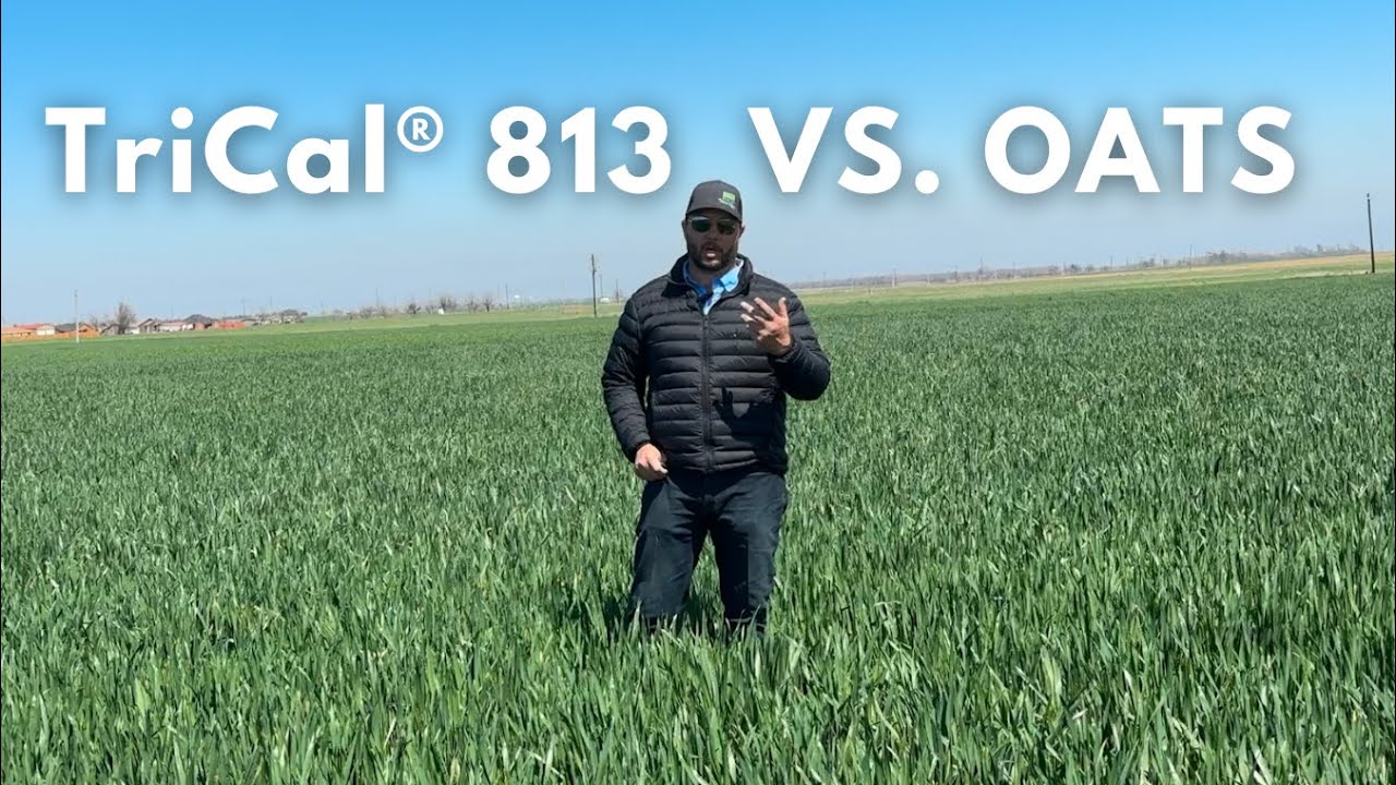 TriCal 813 Triticale - YouTube