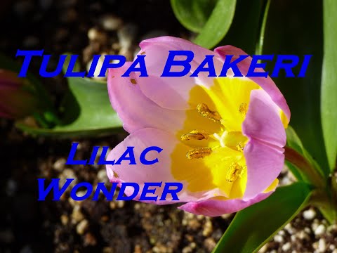 Gardeners World 2022 Episode 10 Tulipa Bakeri Lilac Wonder #YouTube #shorts