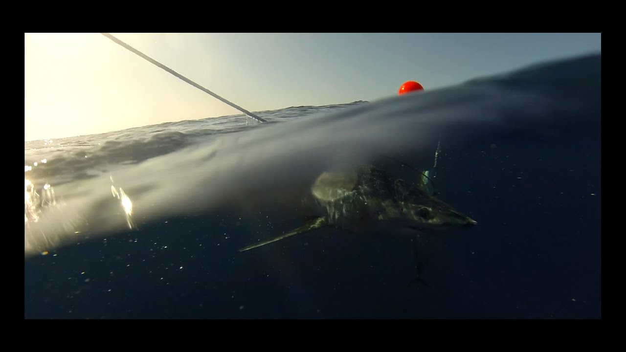 Team Salinity Polespear World Record Barracuda, Mako Shark encounter ...