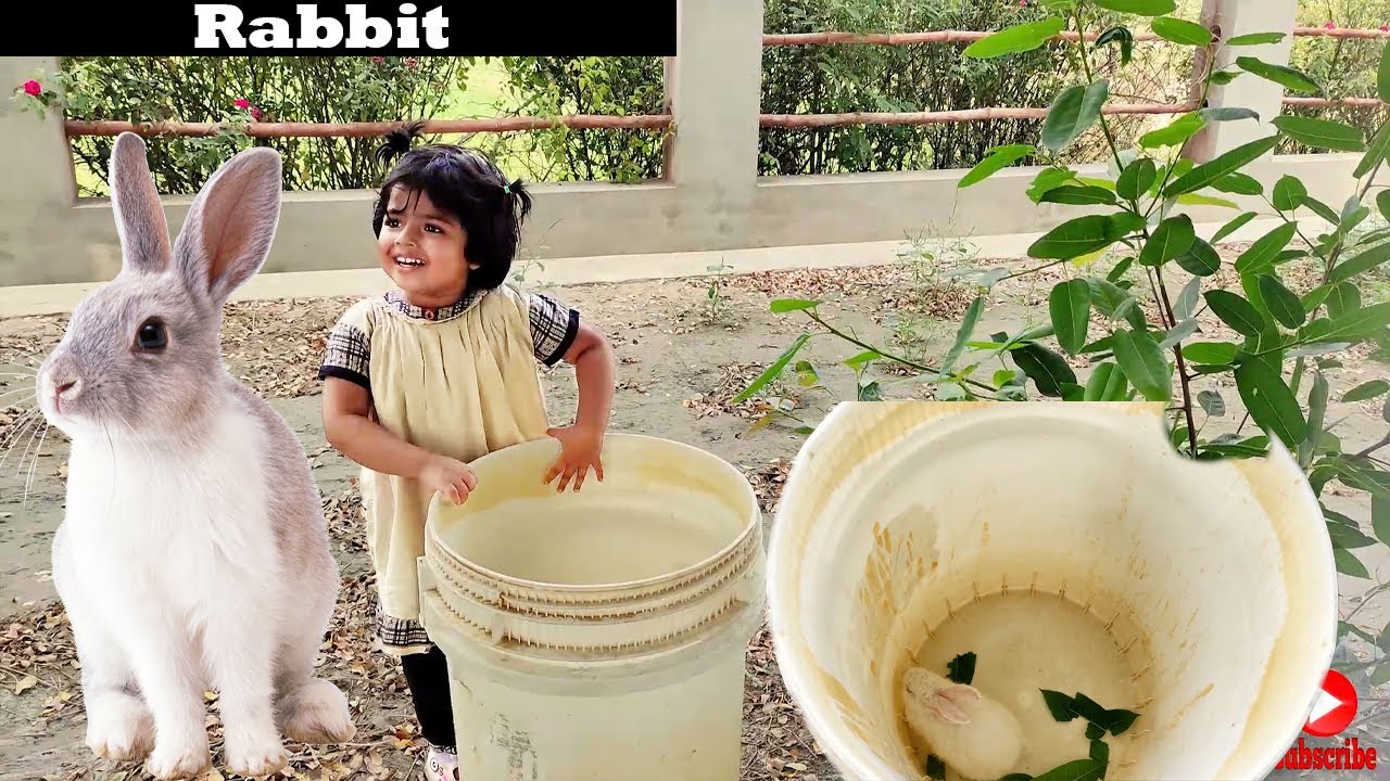 Catch and Play with Rabbits / Always Happy Baby/ Outdoor playground for ...