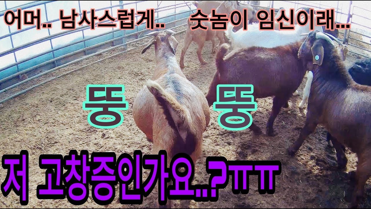 서울촌놈의 염소농장 24시 - 염소 고창증(Ruminal Tympany or Bloat) 증상편 - YouTube
