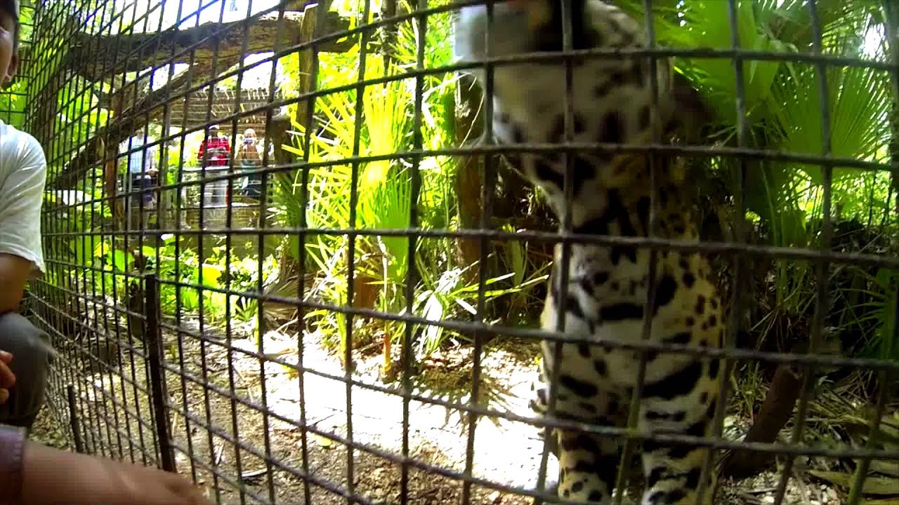 Inside the Jaguar Cage at Belize zoo - YouTube