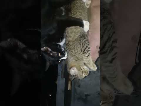 kucing kawin cewenya gak mau dipaksa