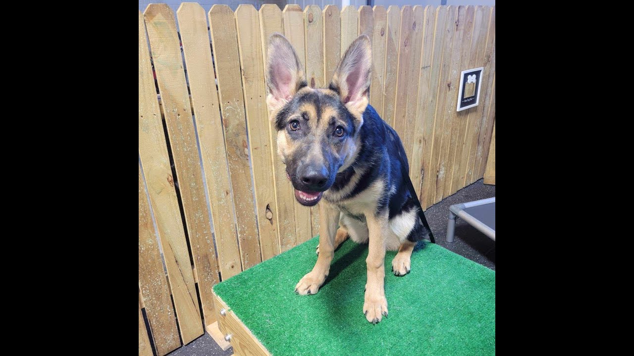 Raven - 6 month old German Shepherd - off leash dog training - YouTube