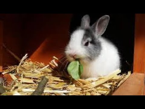 CUTE RABBIT VIDEOS | AESTHETIC VIDEOS | CIRCUS BY RABBITS | PLAYFUL ...