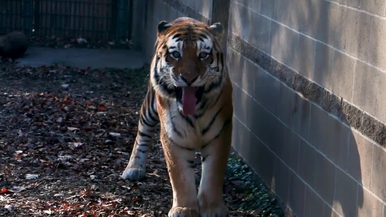 Watch: Video of Blank Park Zoo's new male Amur tiger, Bronevik - YouTube