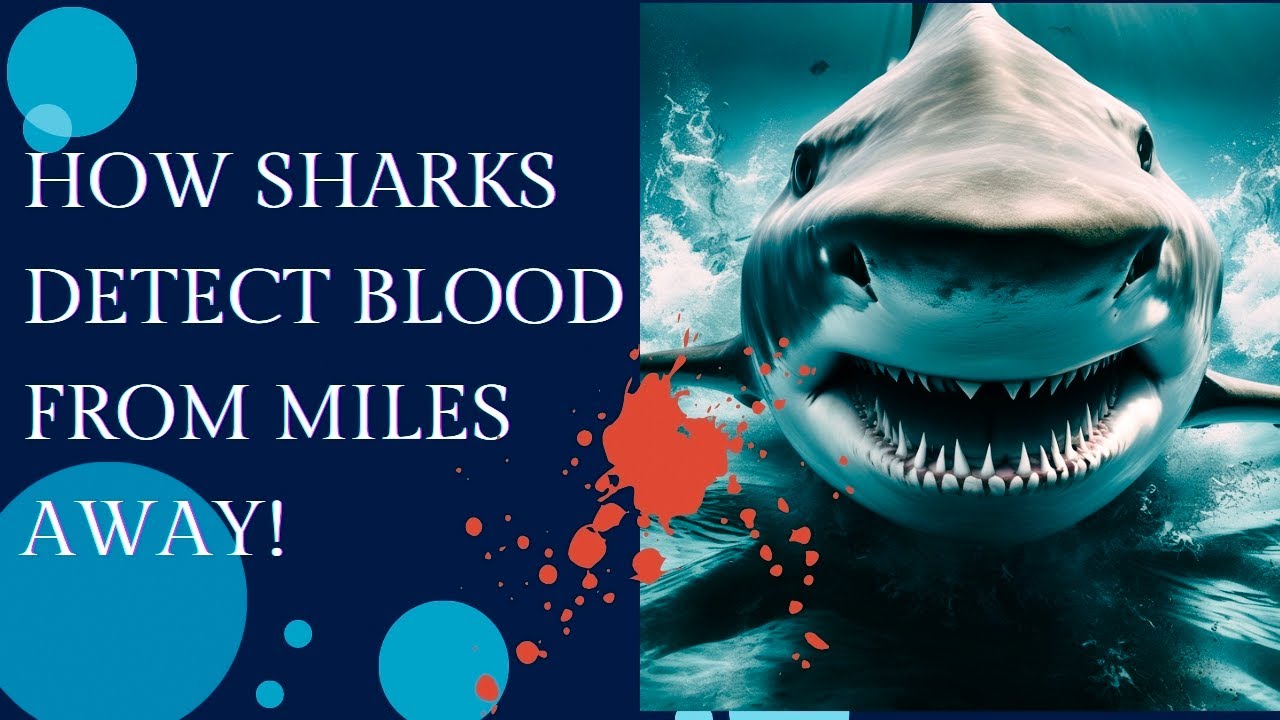 The Incredible Sense of Smell in Sharks - Explained! - YouTube