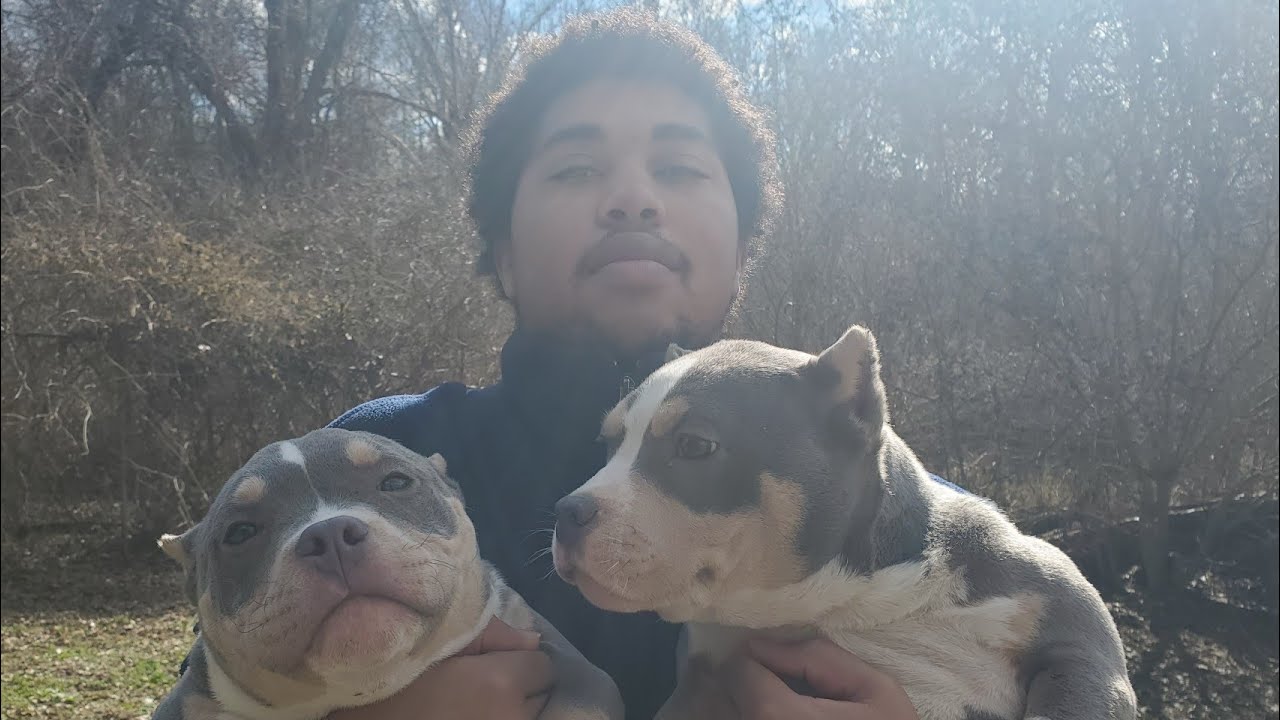 2 monster american bully 5 month old pups abkc pocket micro tri color ...