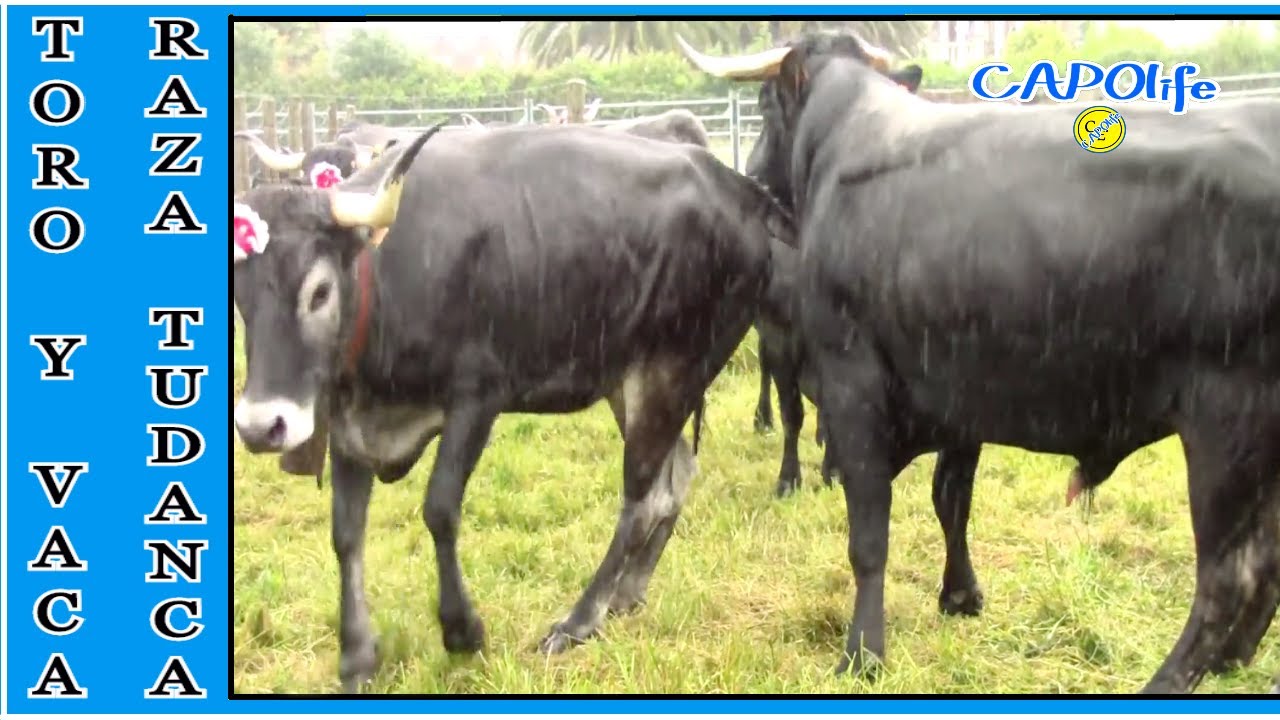 toro y vaca tudanca ( 00002 ) - YouTube