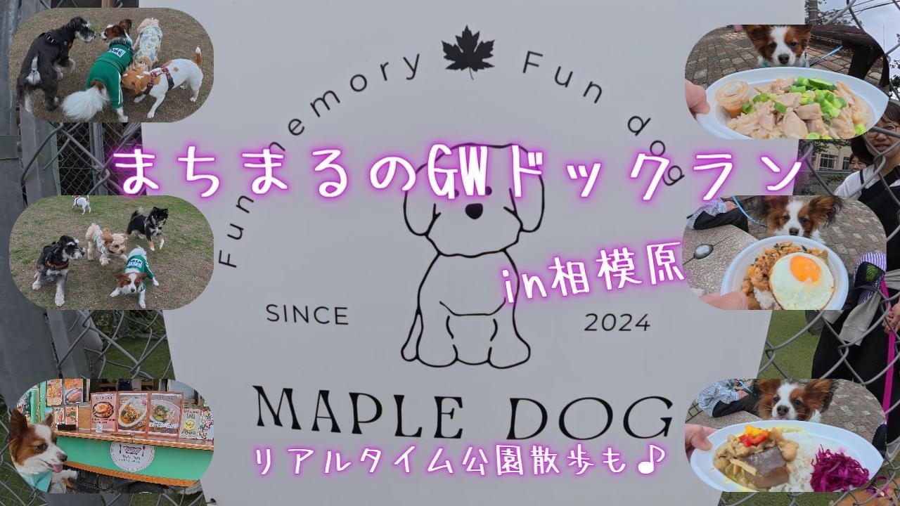 初めておじゃましたドッグラン。麻溝公園のキッチンカー。 - YouTube