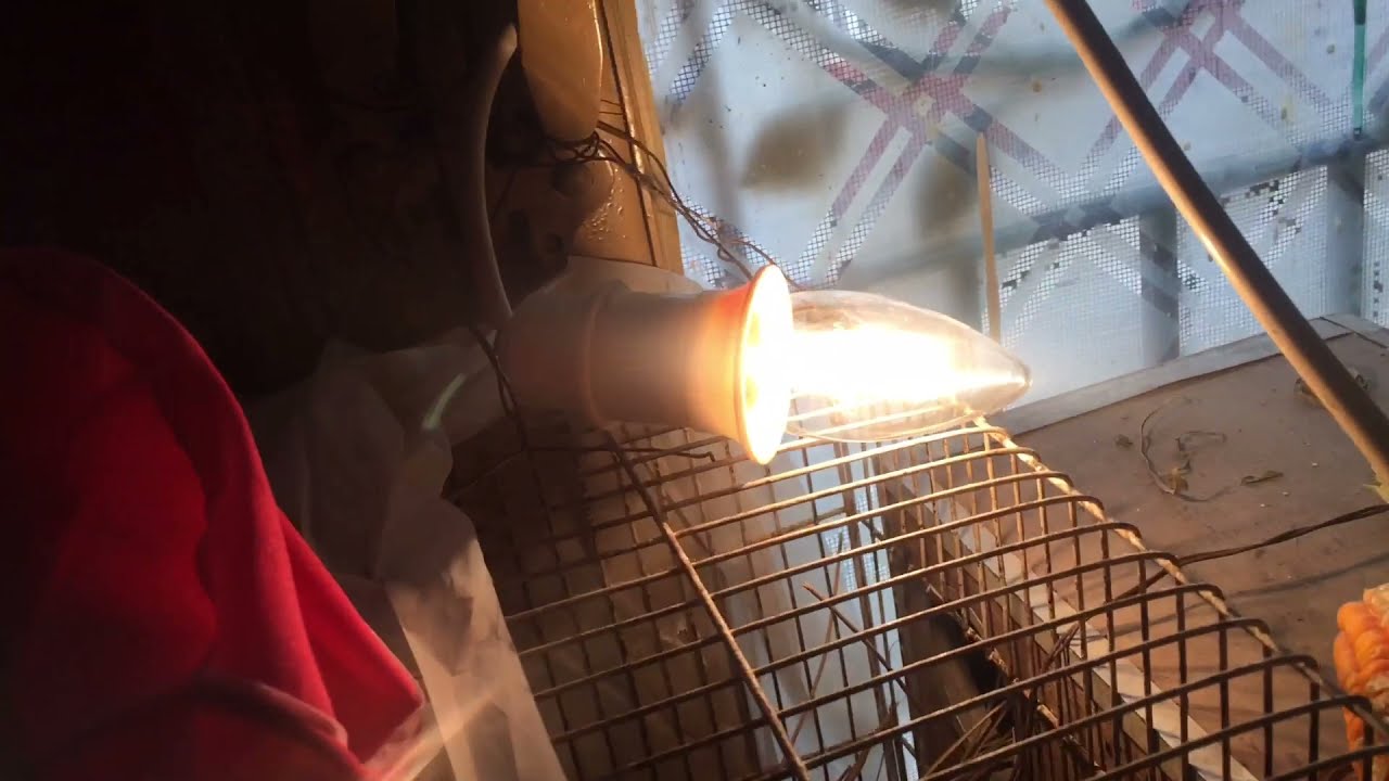 Best Heating Bulb For Birds Aviary Ceramic Heat Emitter Finch Cage ...